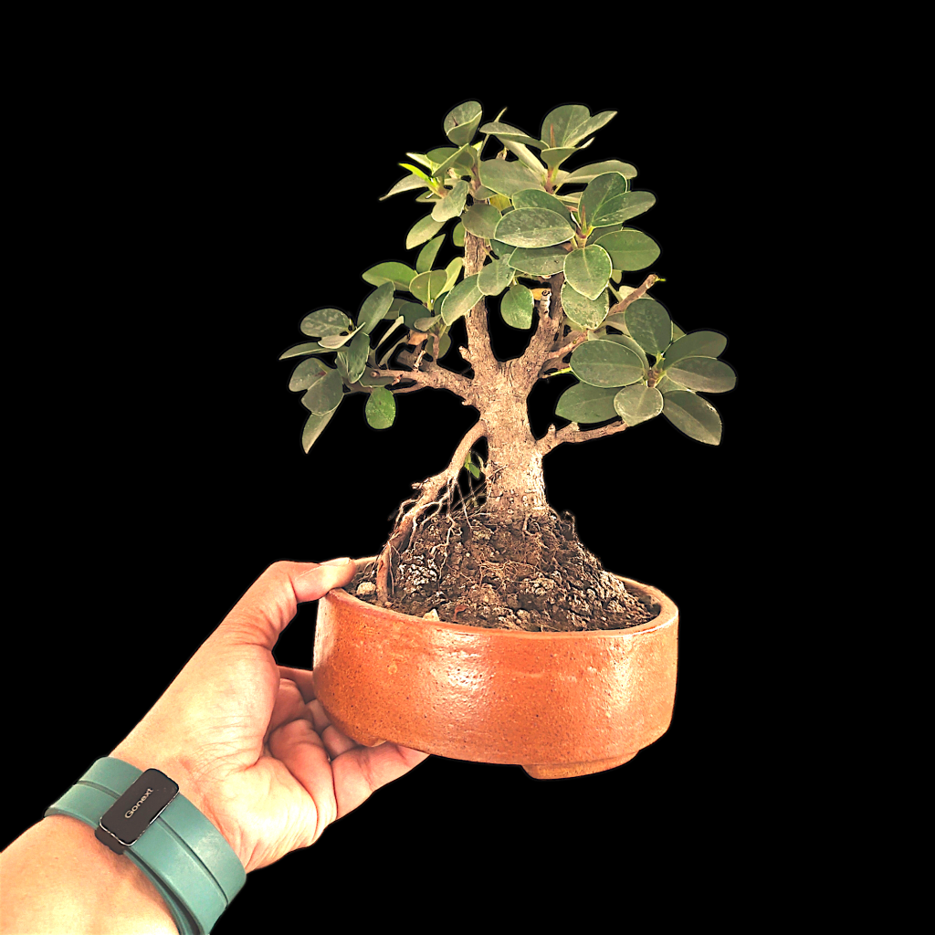 Golden Charm Ficus Bonsai