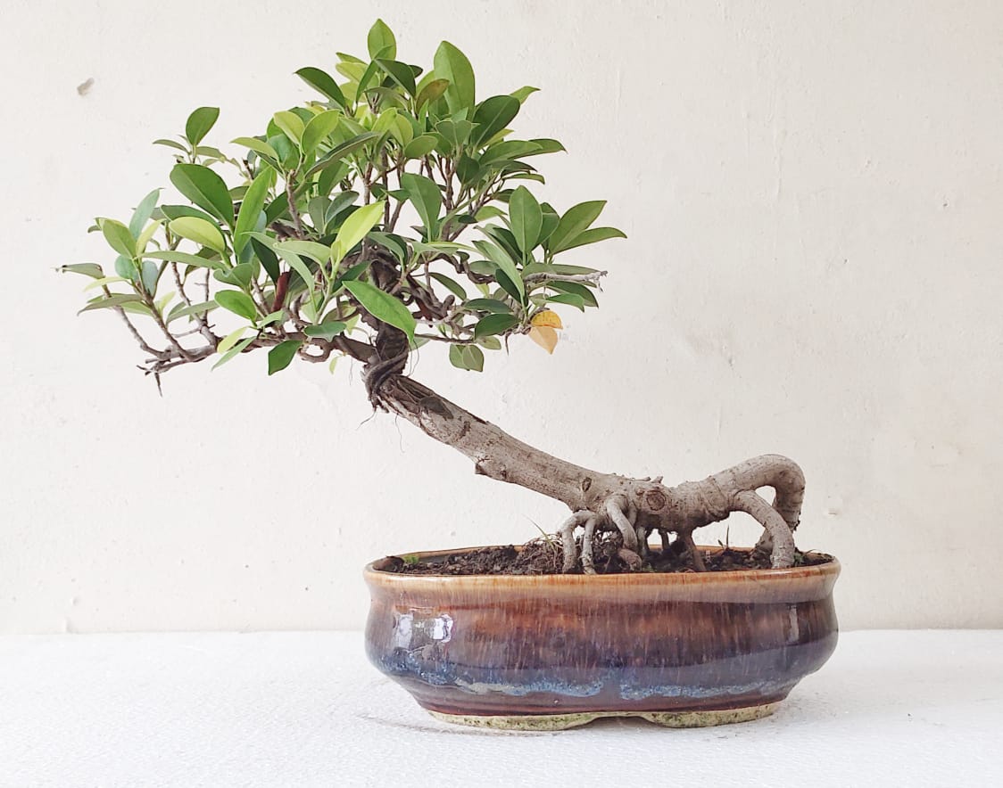 Ficus Bonsai | Ficus Panda Bonsai | Chinese Banyan Bonsai | Buy Bonsai ...