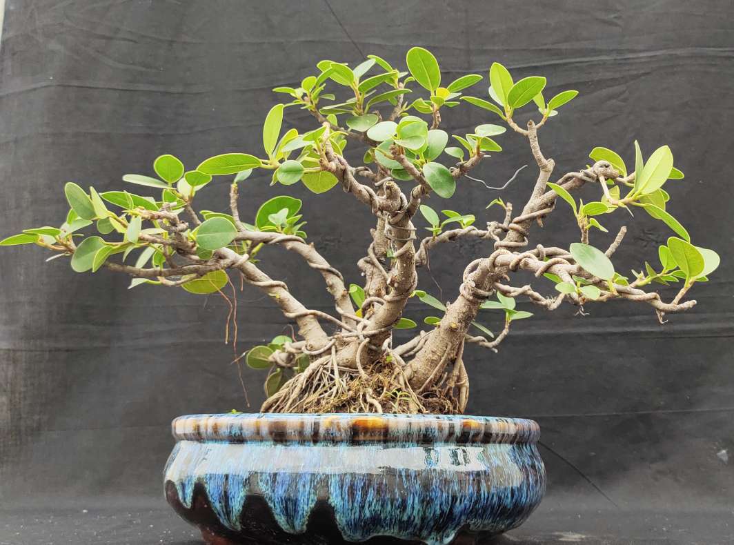 Ficus Microcarpa Bonsai | Multi trunk Bonsai | Shohin Bonsai | Chinese ...
