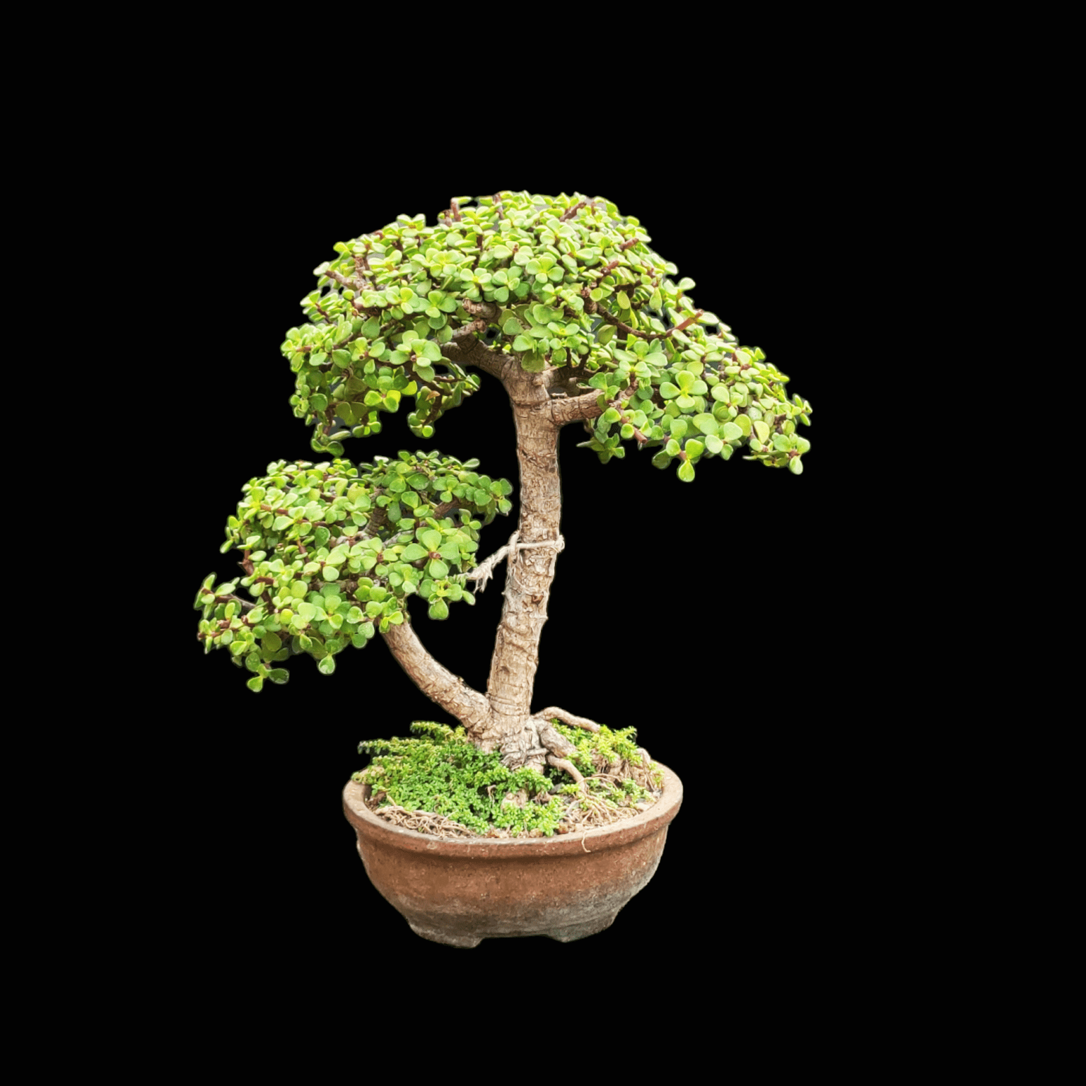 Jade Bonsai | Portulacaria Afra Bonsai | Umbrella Style Bonsai | Dual ...