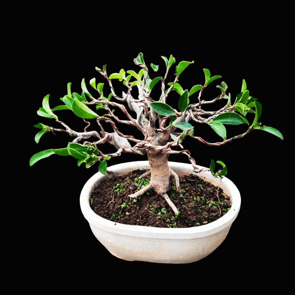 Ficus Microcarpa Bonsai | Formal Upright Bonsai | Mame Bonsai | Chinese ...