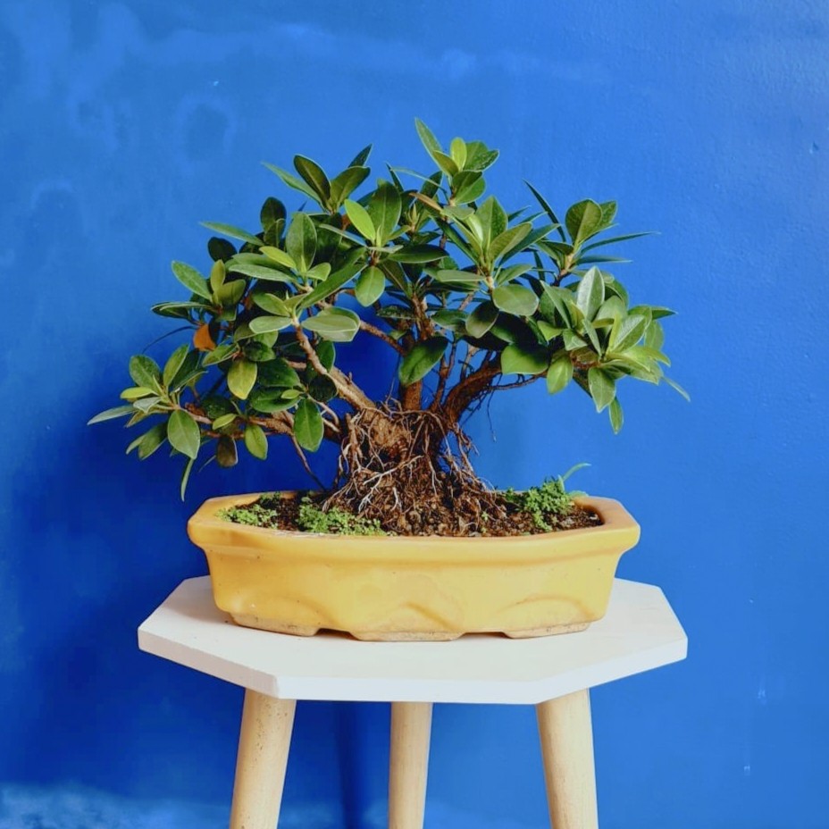 Ficus Green Island Bonsai | Ficus Microcarpa Bonsai | Broom Style ...