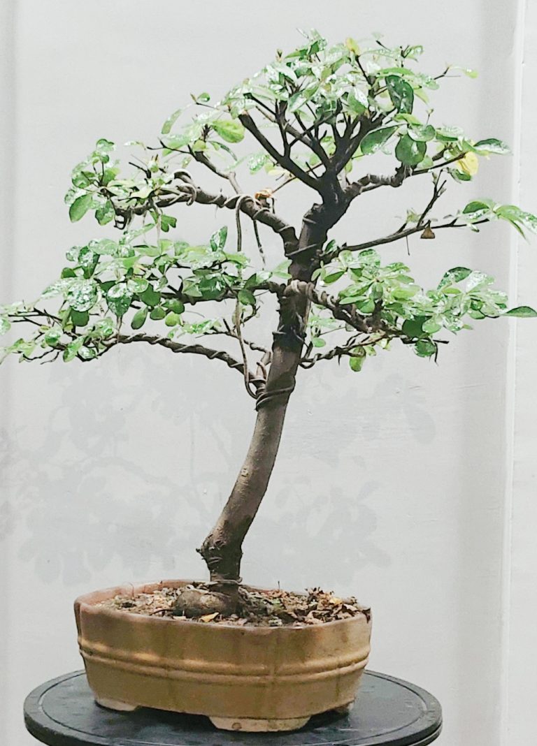 Terminalia Bonsai | Bucida Spinosa Bonsai | Formal Upright Style Bonsai ...