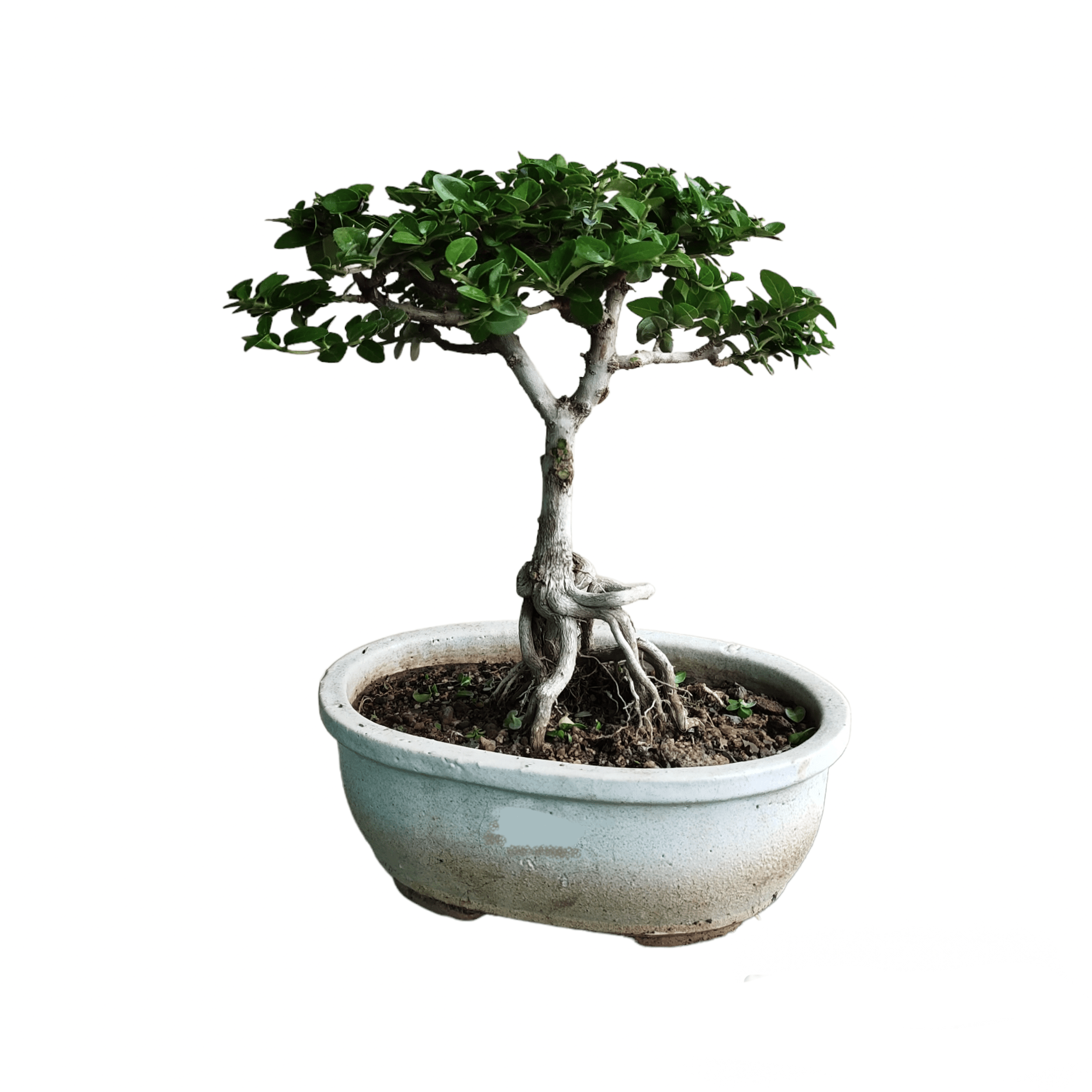 Flowering bonsais Archives - Bonsai Haat