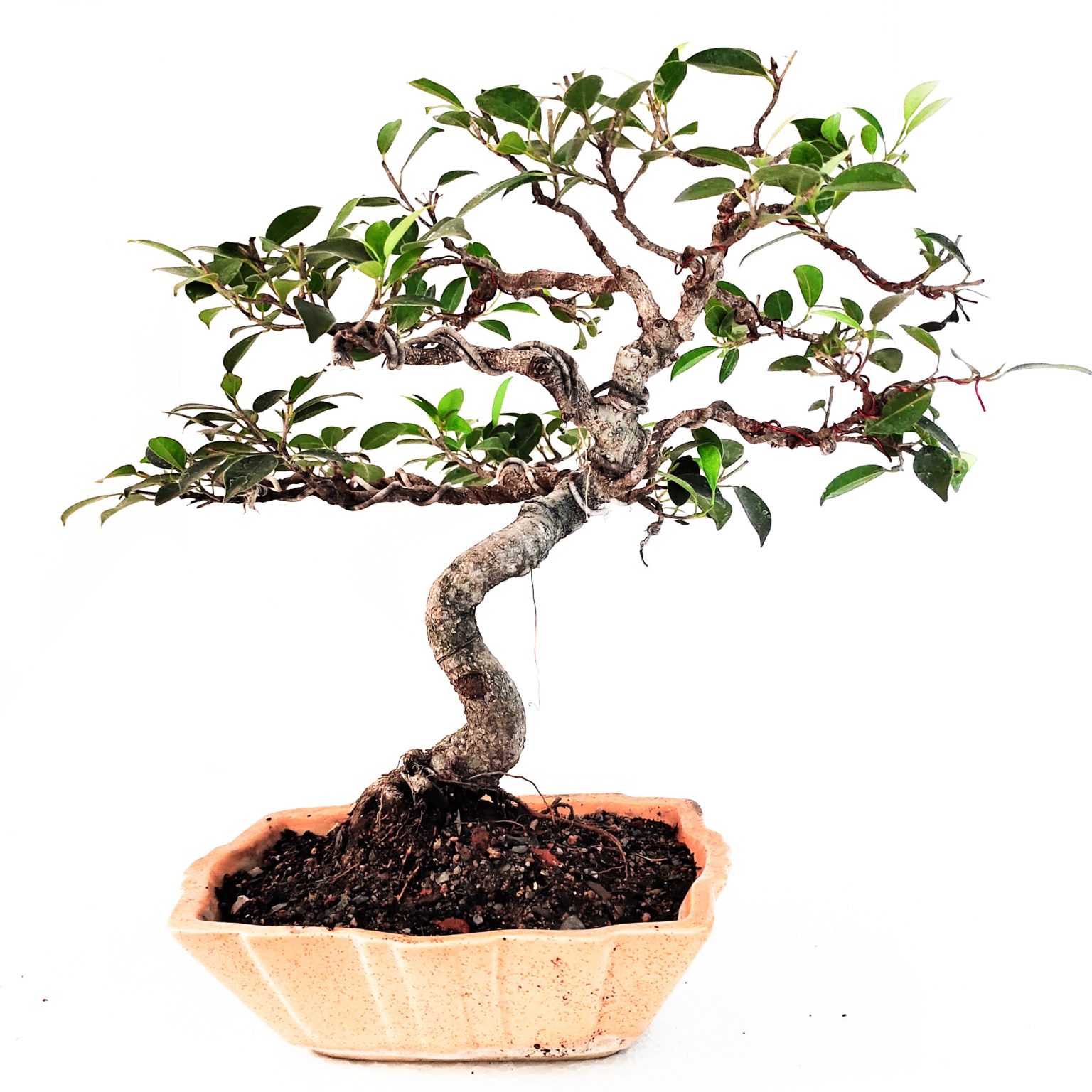 Ficus Tigerbark Bonsai | S-Shaped Bonsai | Informal Upright Style ...