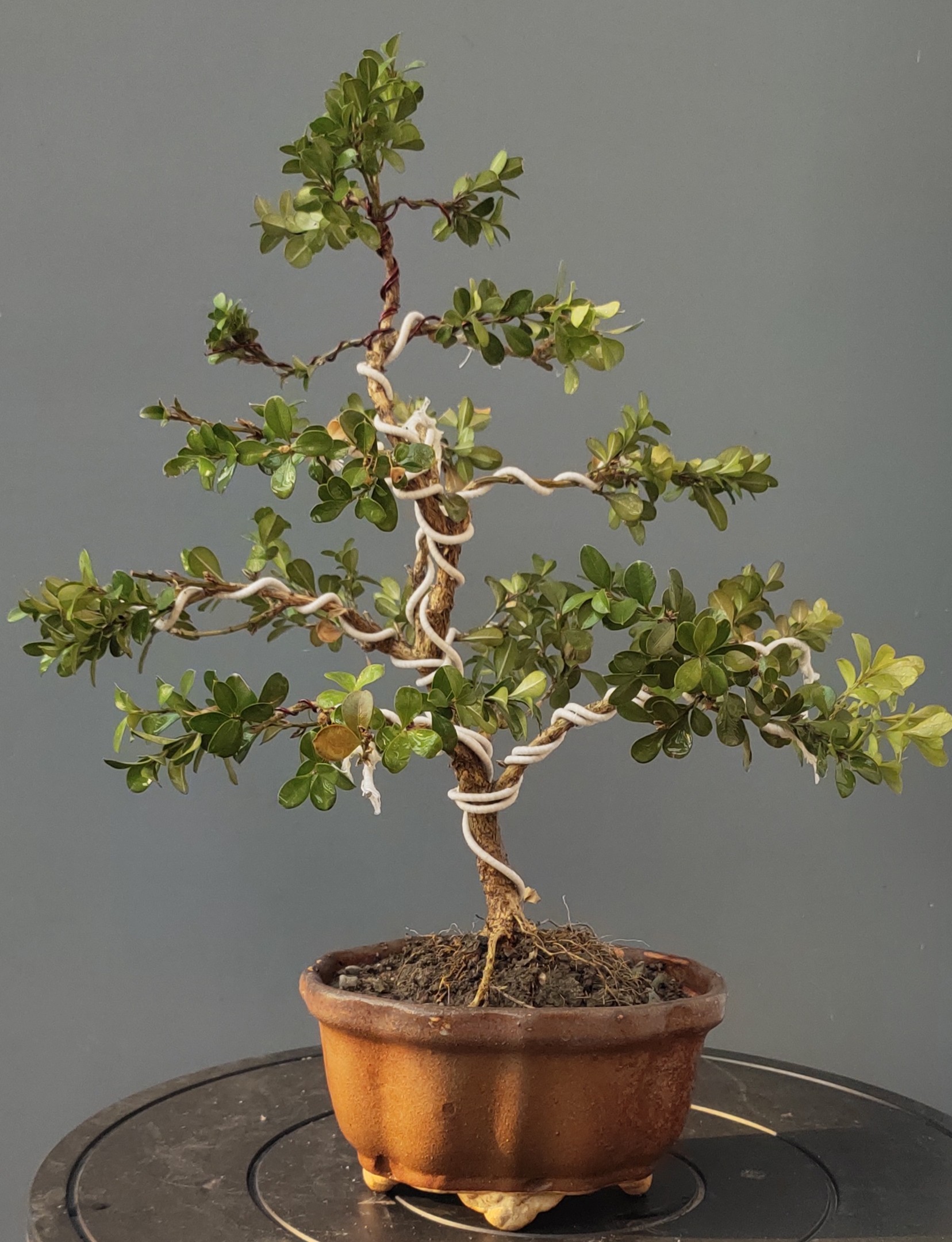 Boxwood Bonsai | Informal Upright Style | Buy Bonsai Online In India