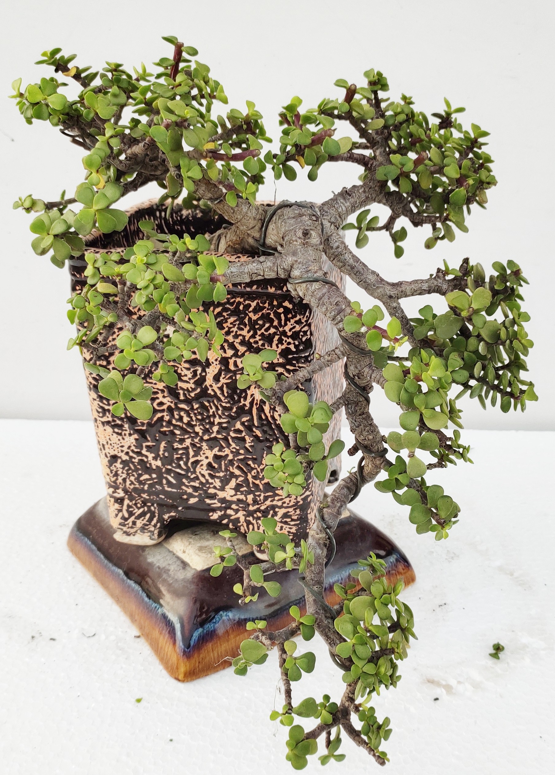 5 Years Old Jade Bonsai in Cascade Style - Bonsai Haat