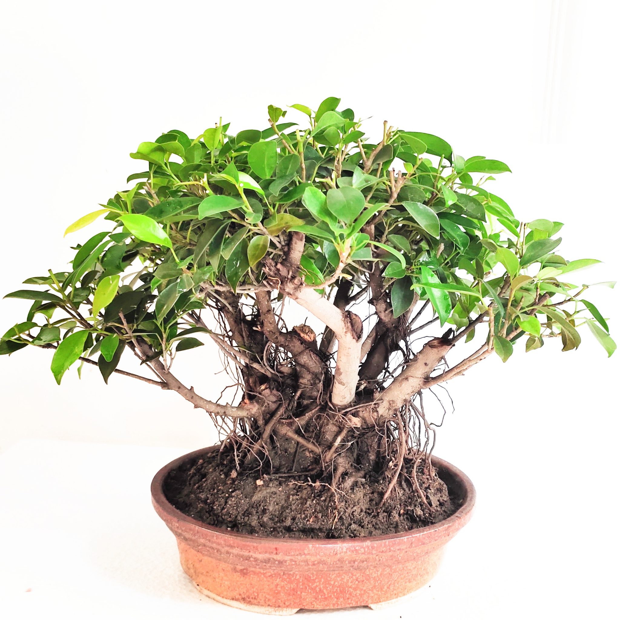 Ficus Panda Bonsai | Ficus Microcarpa Bonsai | Multitrunk Style Bonsai ...