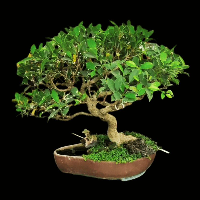 Banyan Bonsai | National Tree Of India | Buy Bonsai Online In India