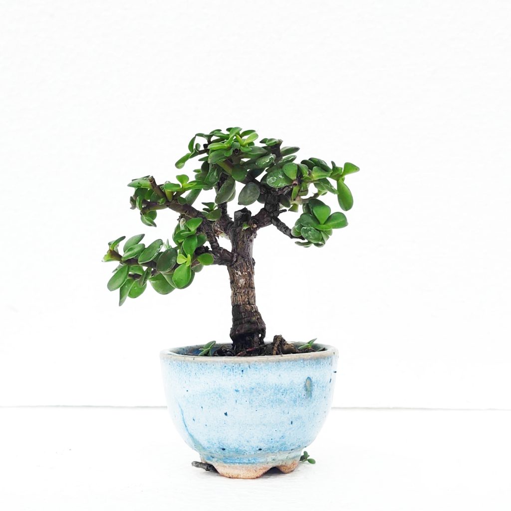 8 Years Old Banyan Bonsai Material in Informal Upright Style - Bonsai Haat