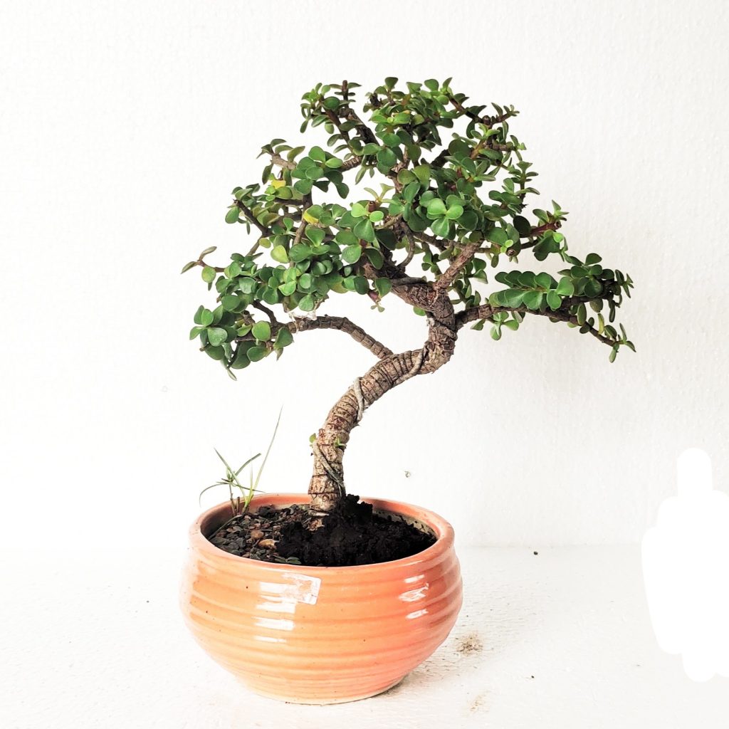 Ficus Microcarpa Bonsai | Multi trunk Bonsai | Shohin Bonsai | Chinese ...
