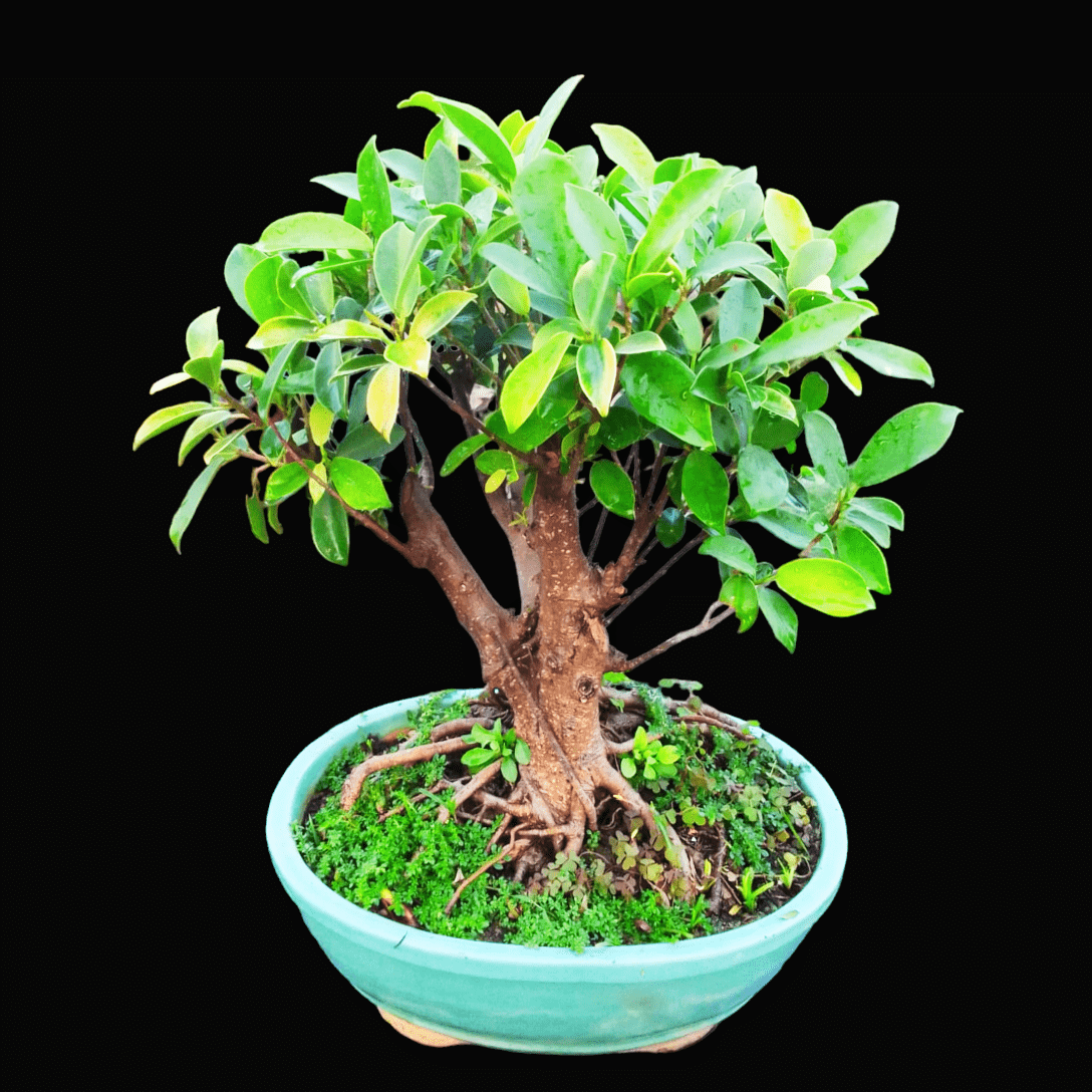 Ficus Bonsai | Gift a Bonsai | Buy Bonsai Online in India