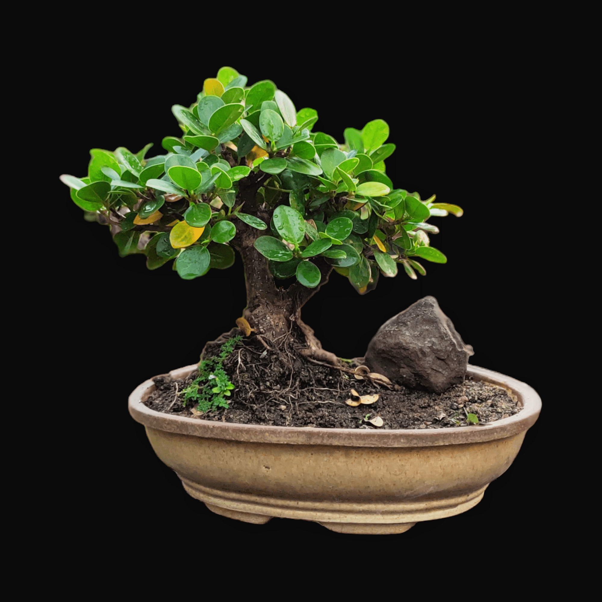 Semi-shade bonsais Archives - Bonsai Haat