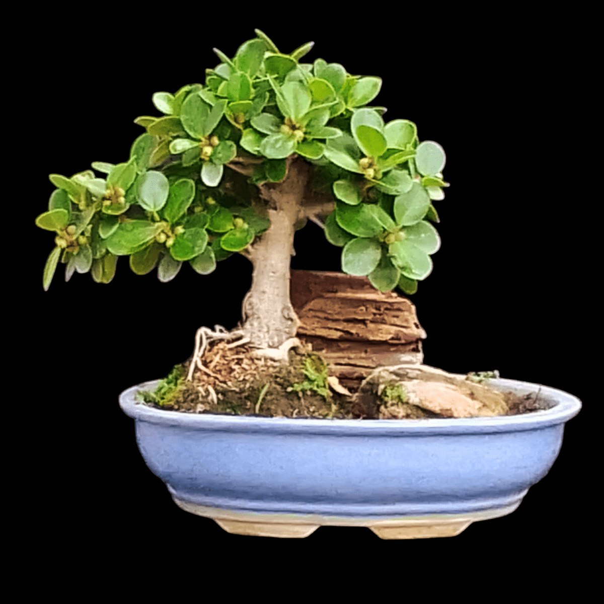 Ficus Microcarpa Bonsai in Broom Style (10 inches) - Bonsai Haat