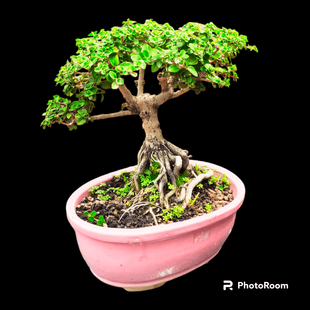 Multi-Trunk Bonsais Archives - Bonsai Haat