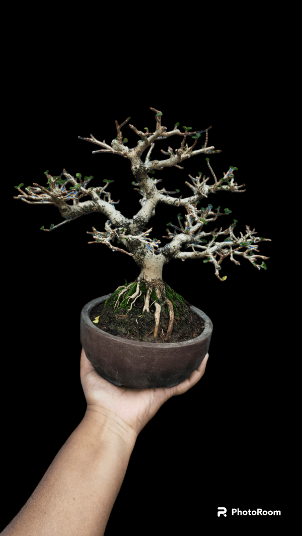 Premna Bonsai | Mame Bonsai | Buy Bonsai | Gift Bonsai | Buy Bonsai ...