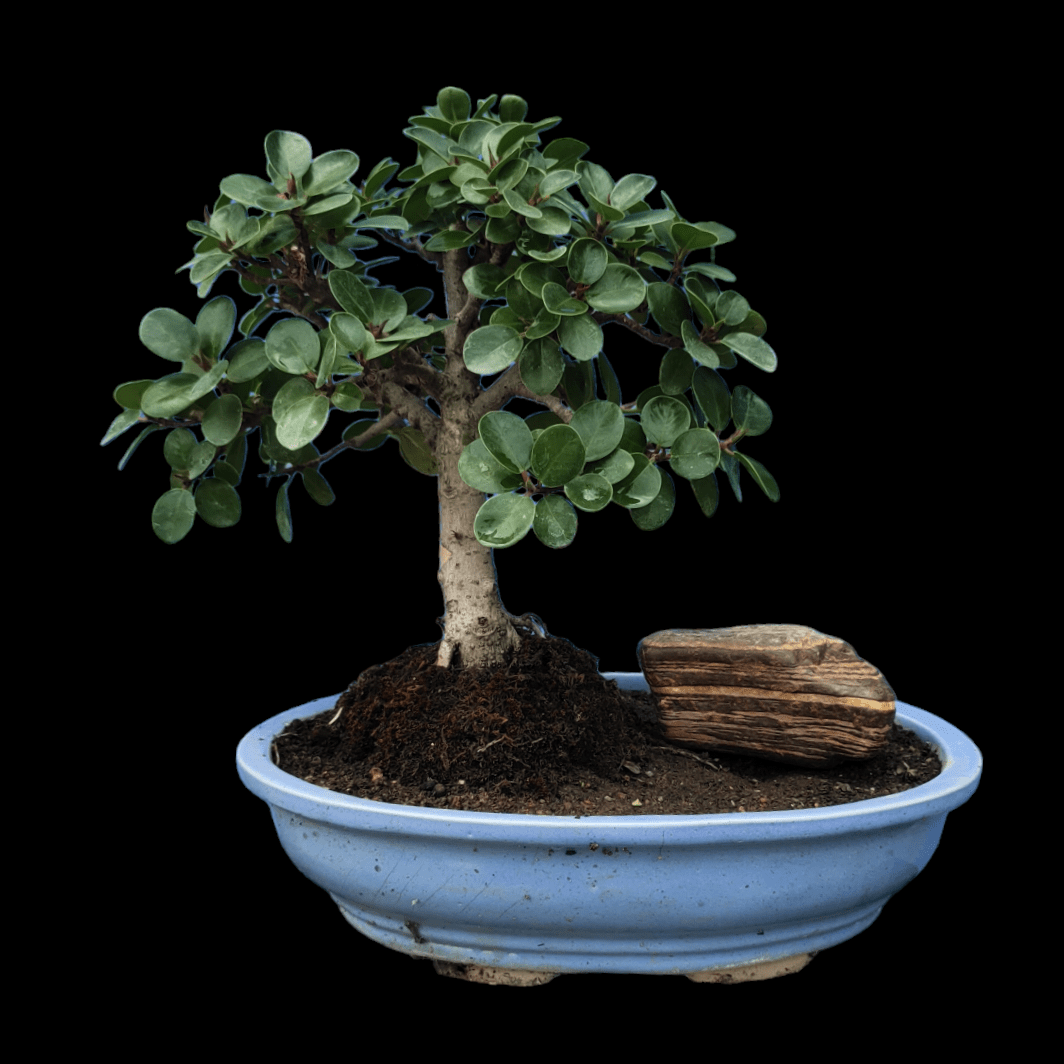 Semi-shade bonsais Archives - Bonsai Haat