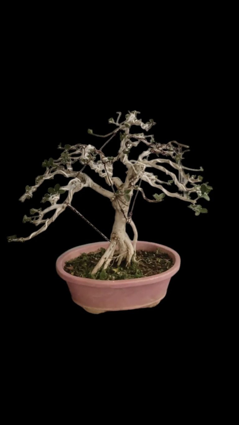 Premna Bonsai | Flower Bonsai | Buy Bonsai Online In India