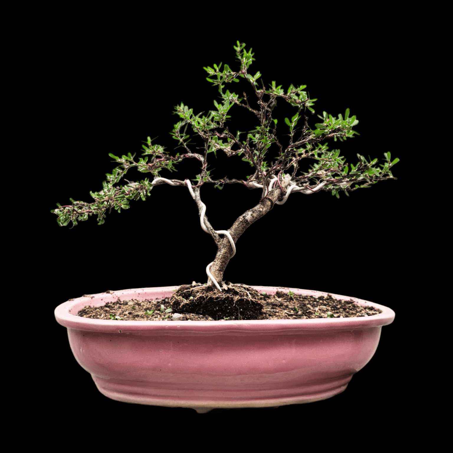 Blue Braya Bonsai | Flower Bonsai | Buy Bonsai Online In India