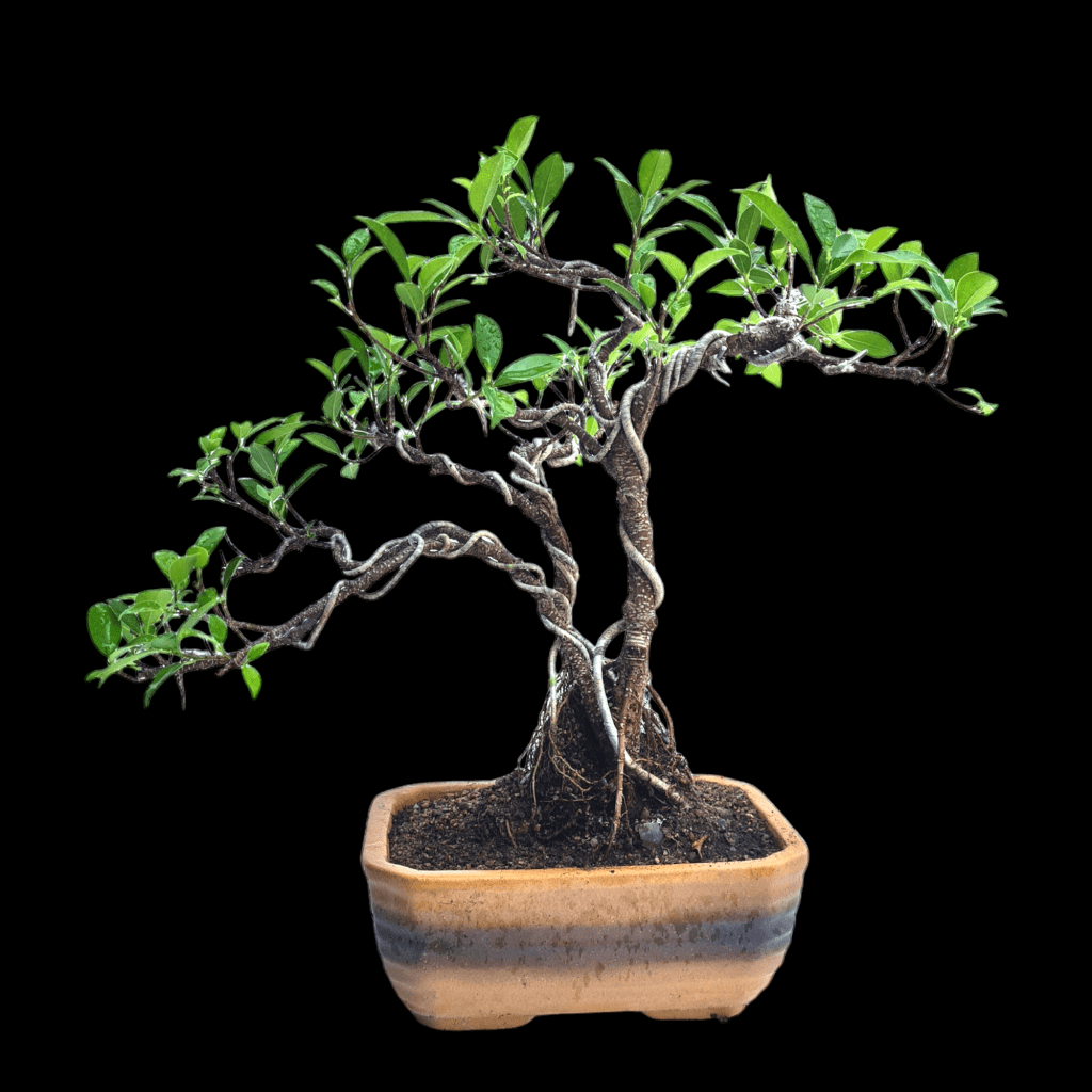 Ficus Bonsai | Bonsai | Indoor Bonsai | Buy Bonsai Online in India