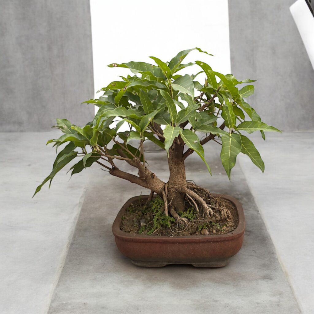 Timeless Ficus Virens Bonsai | Buy Bonsai Online In India