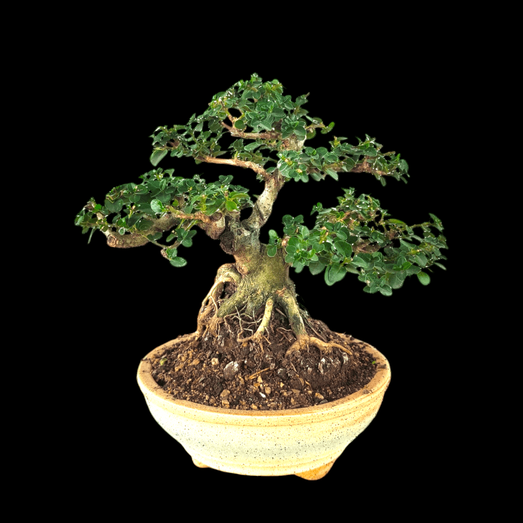 Premna Bonsai | Flower Bonsai | Buy Bonsai Online In India
