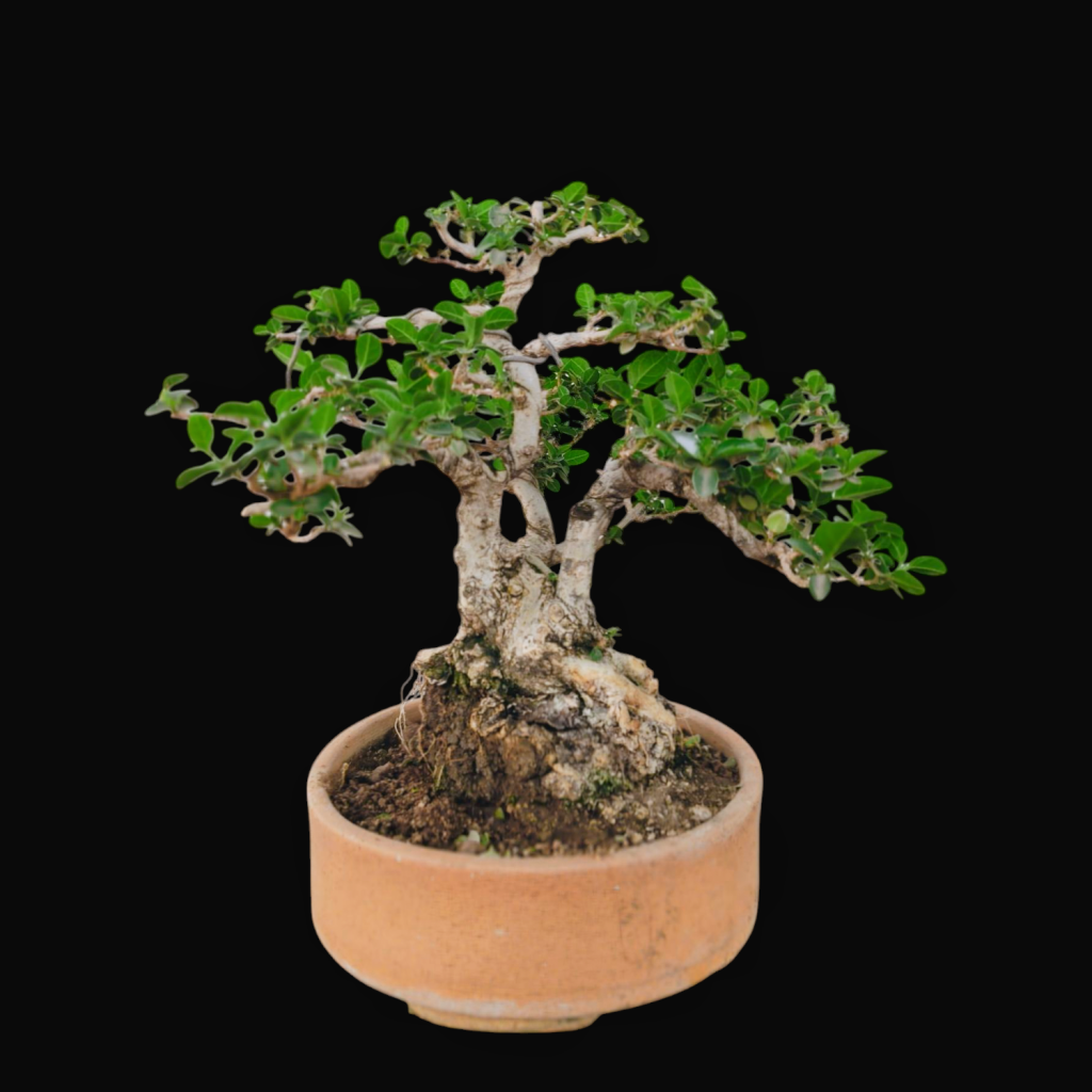 Artistic Premna Bonsai