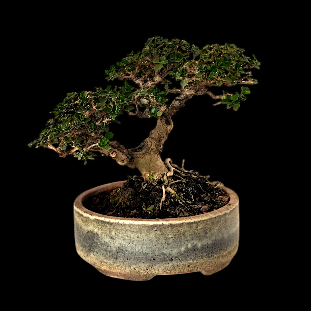 Handcrafted Premna Bonsai Tree