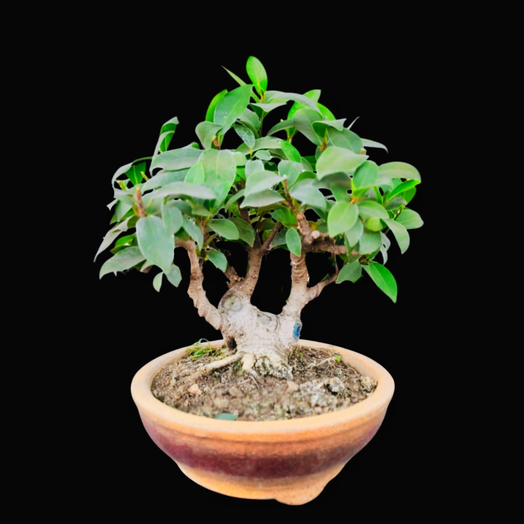 Product - Bonsai Haat