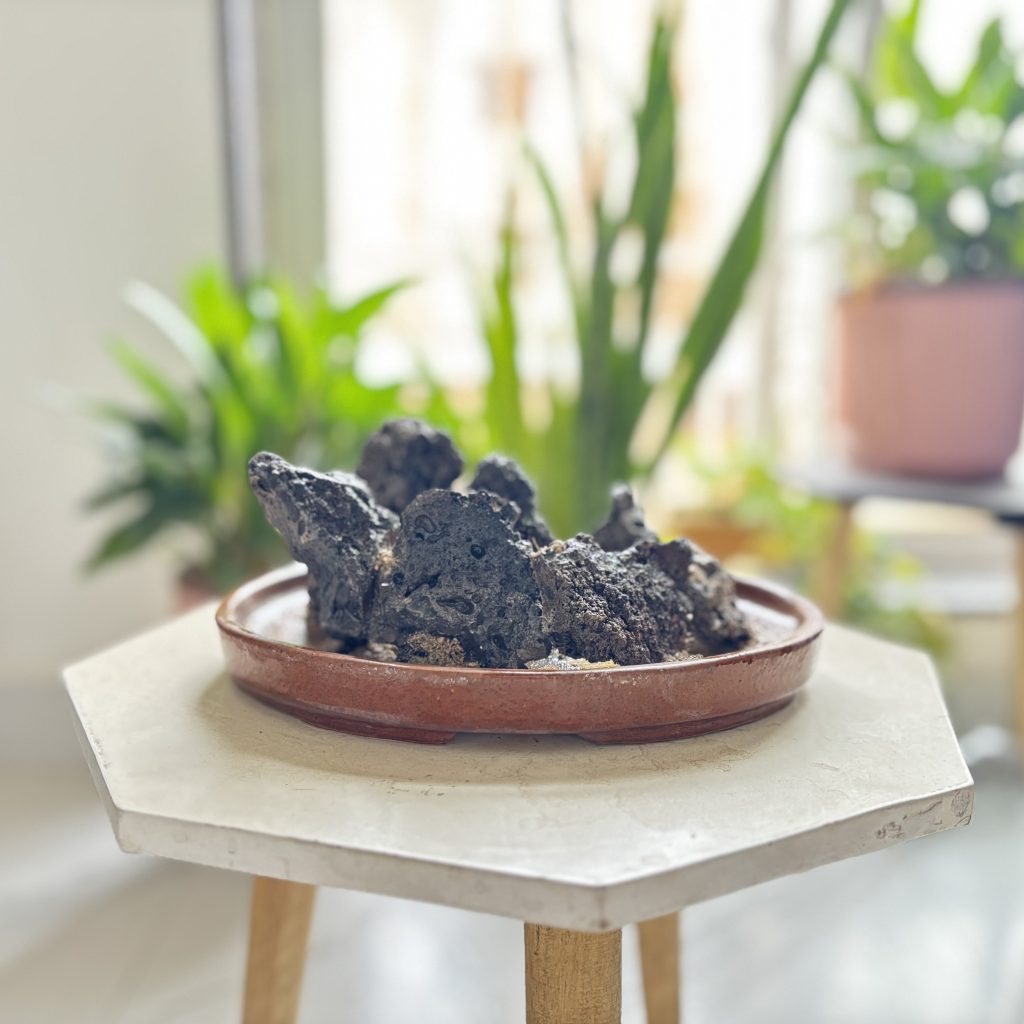 Ready-Made Bonsai Landscape Tray | Buy Bonsai Online in India