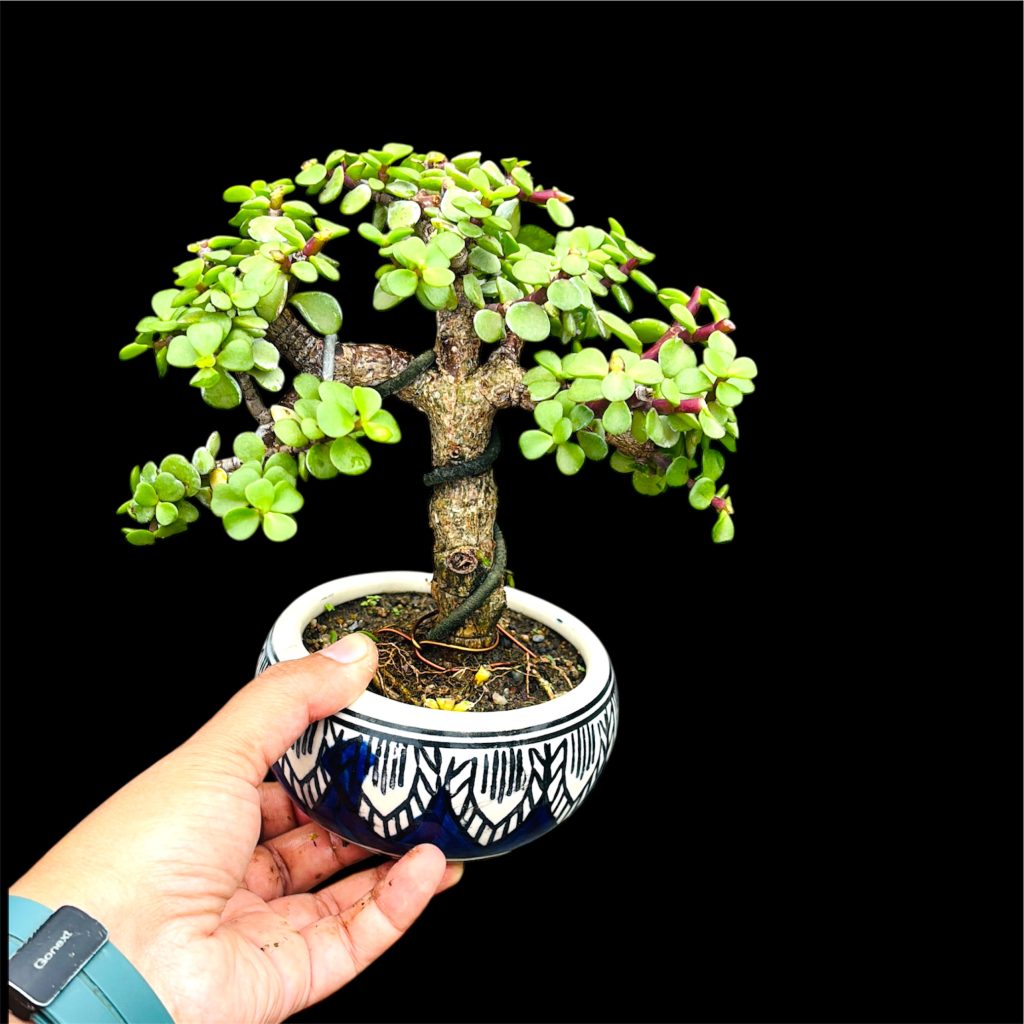 Compact Jade Bonsai Tree | Buy Bonsai Online in India